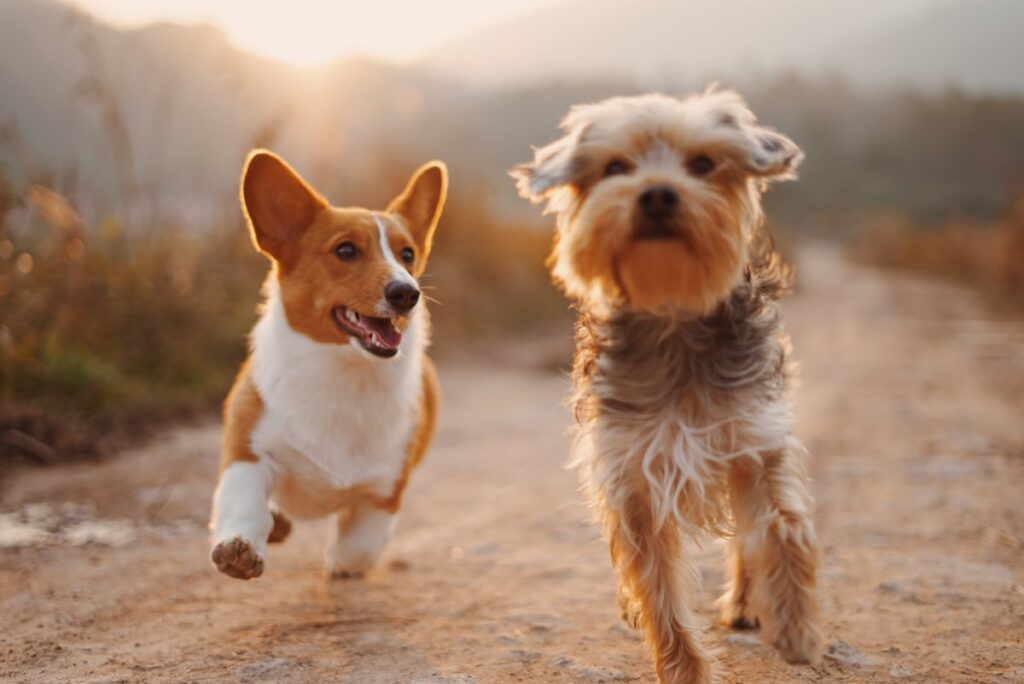 How Much Does a Cavapoo Cost? Complete 2024 Buyer's Guide - Cavapoo Guide